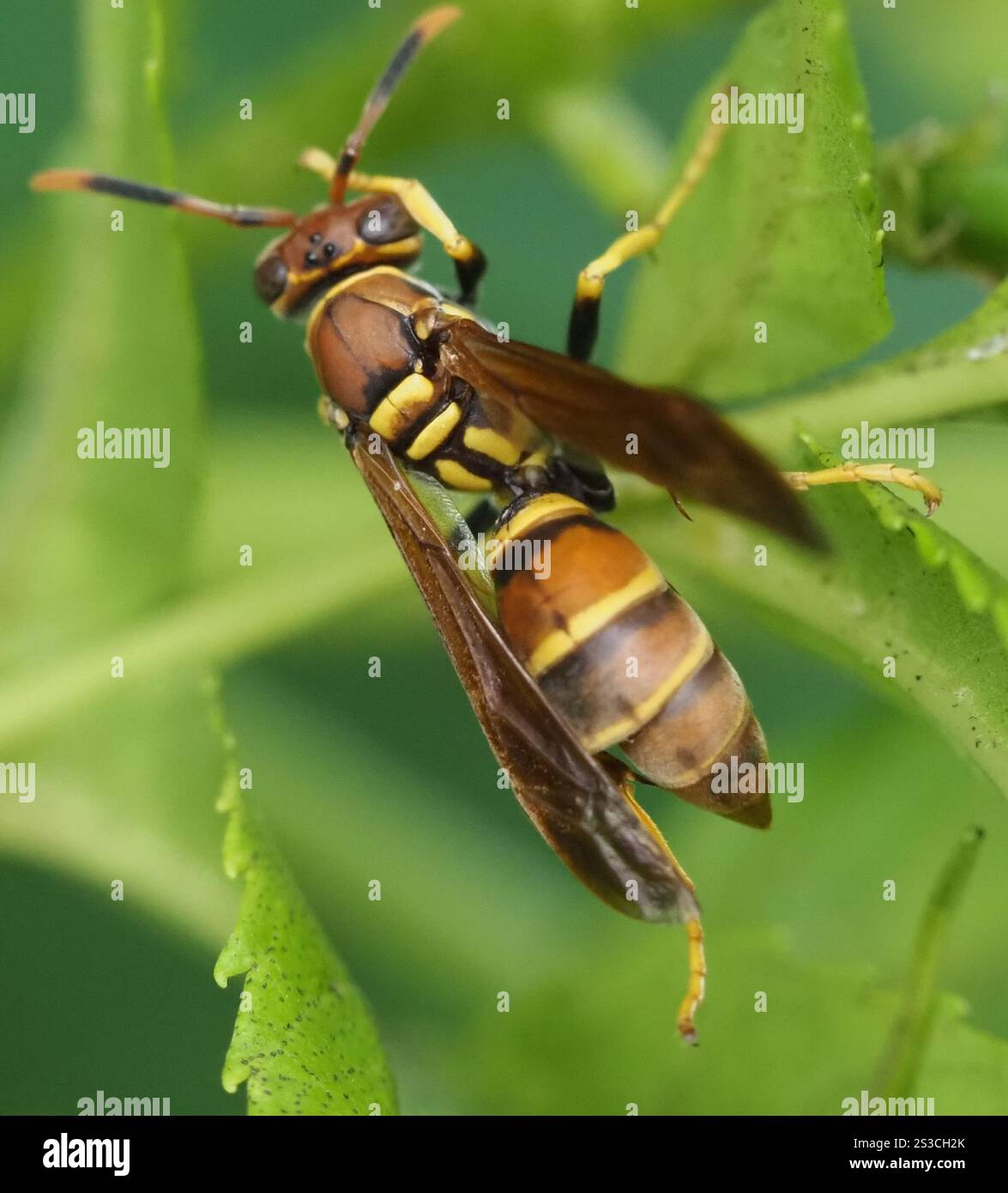 Caribbean Paper Wasp (Polistes crinitus Stock Photo - Alamy