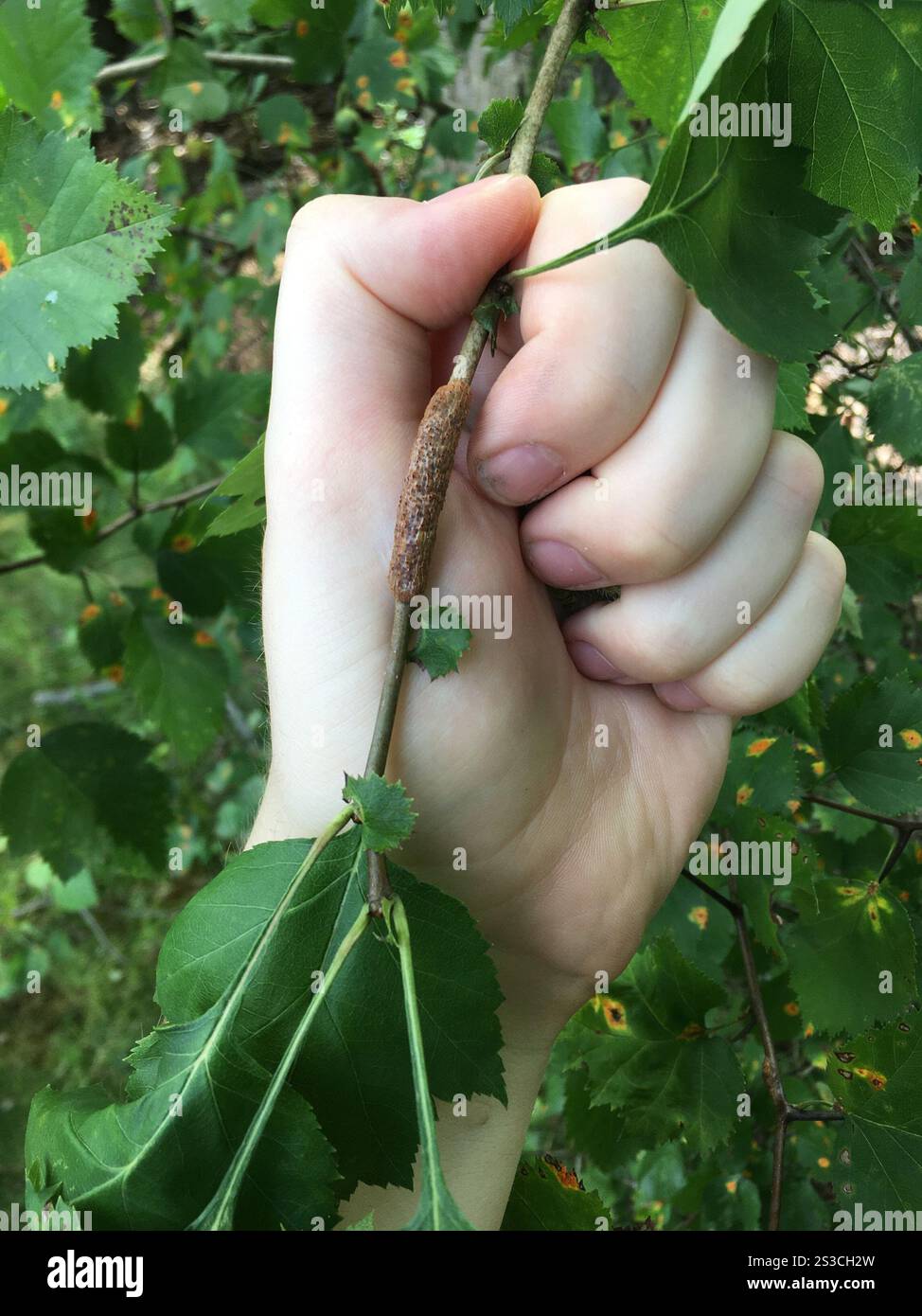 quince rust (Gymnosporangium clavipes Stock Photo - Alamy