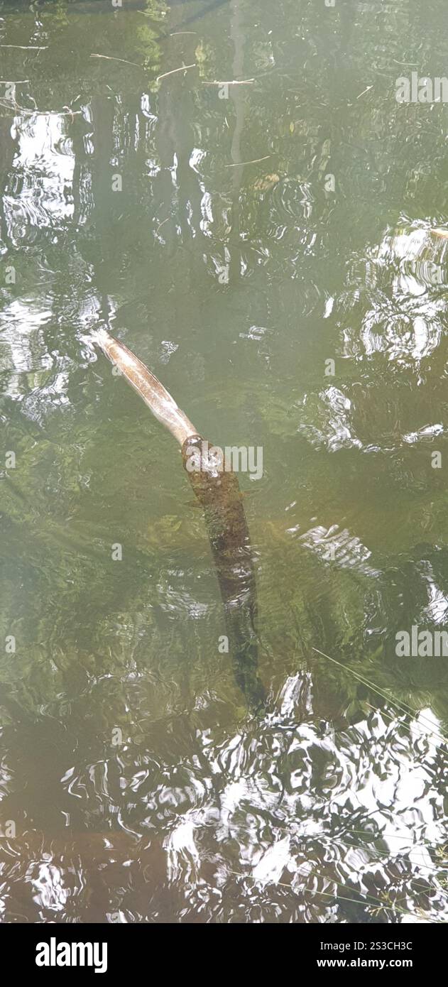 Australian Long-finned Eel (Anguilla reinhardtii Stock Photo - Alamy