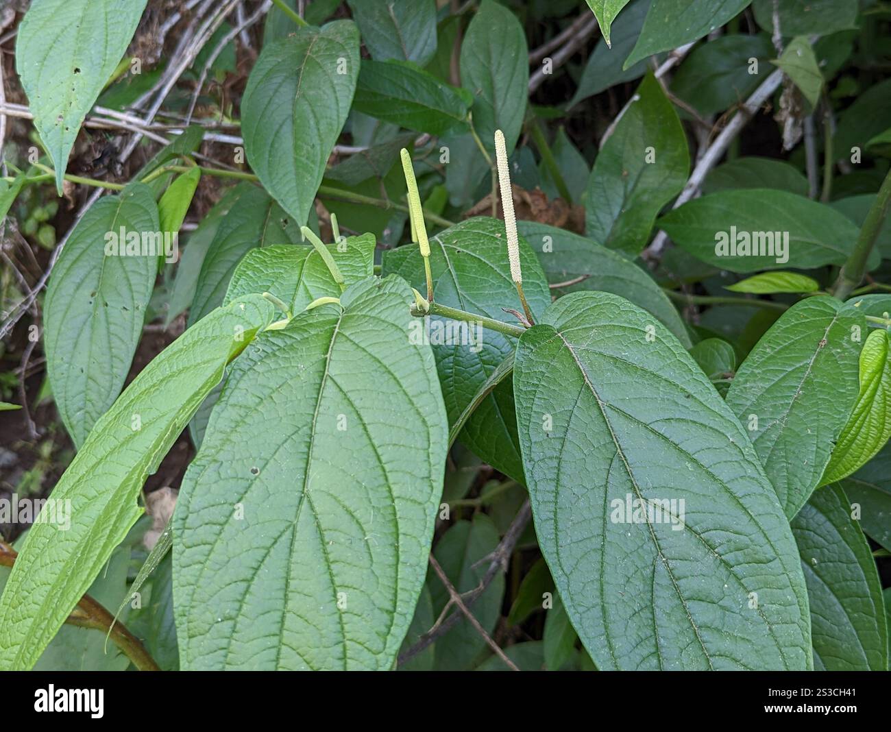 pepper plants (Piper Stock Photo - Alamy