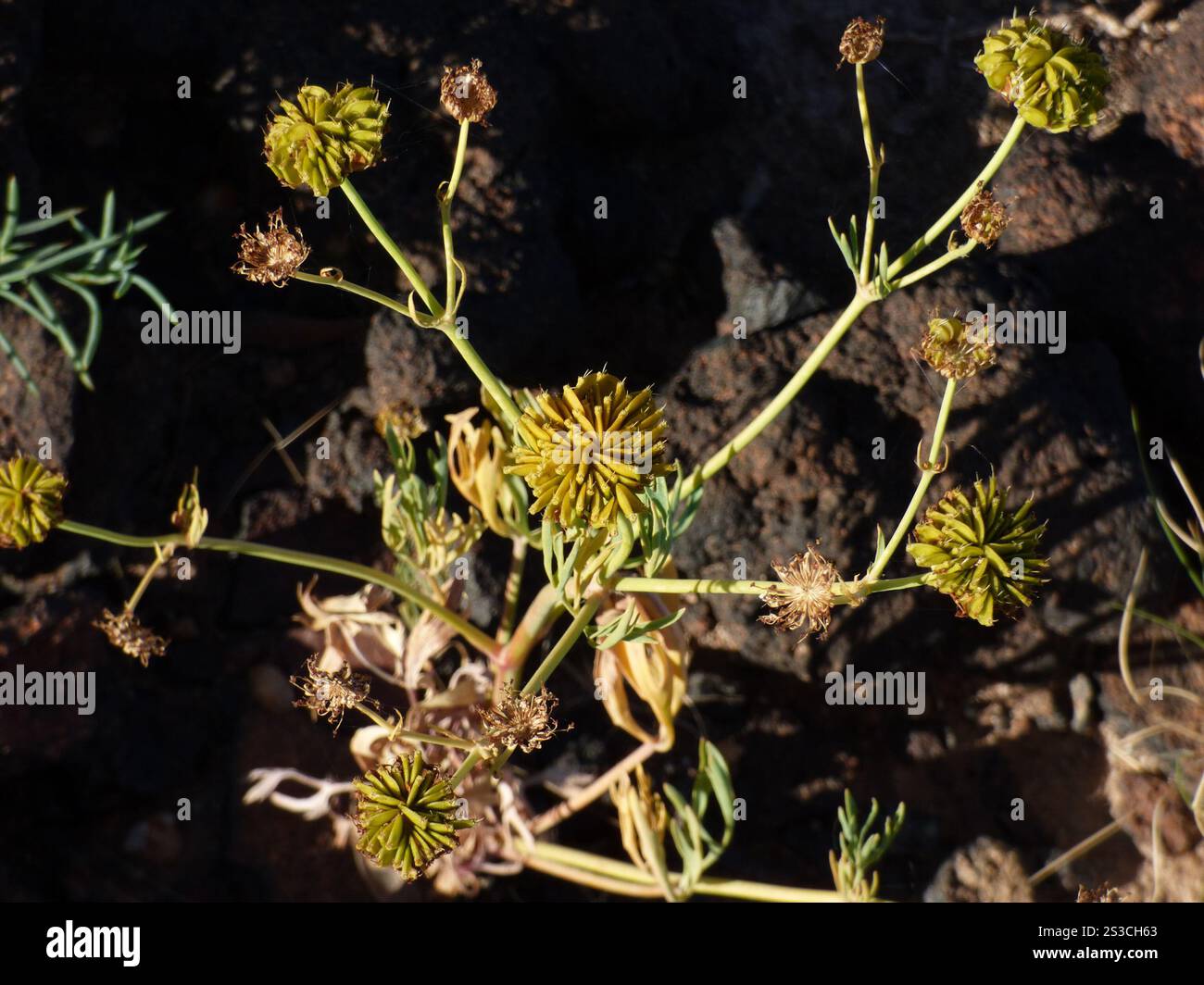 wild parsnip (Trachymene glaucifolia Stock Photo - Alamy