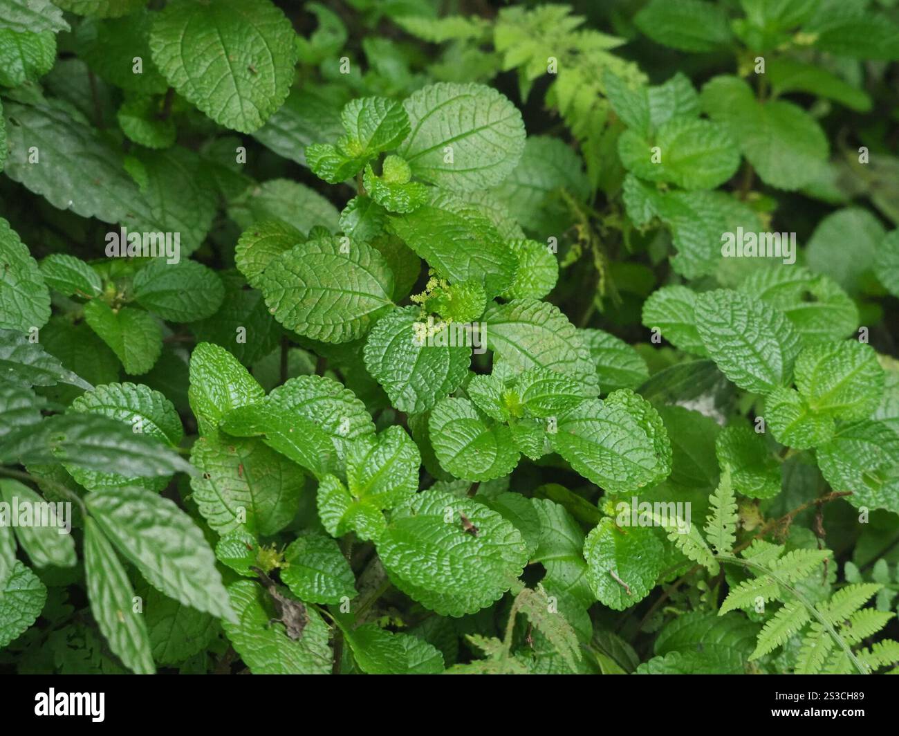 Creeping Charlie (Pilea nummulariifolia Stock Photo - Alamy