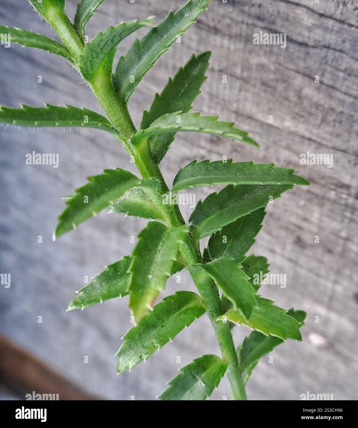 Yellow Oneye (Monopsis lutea Stock Photo - Alamy