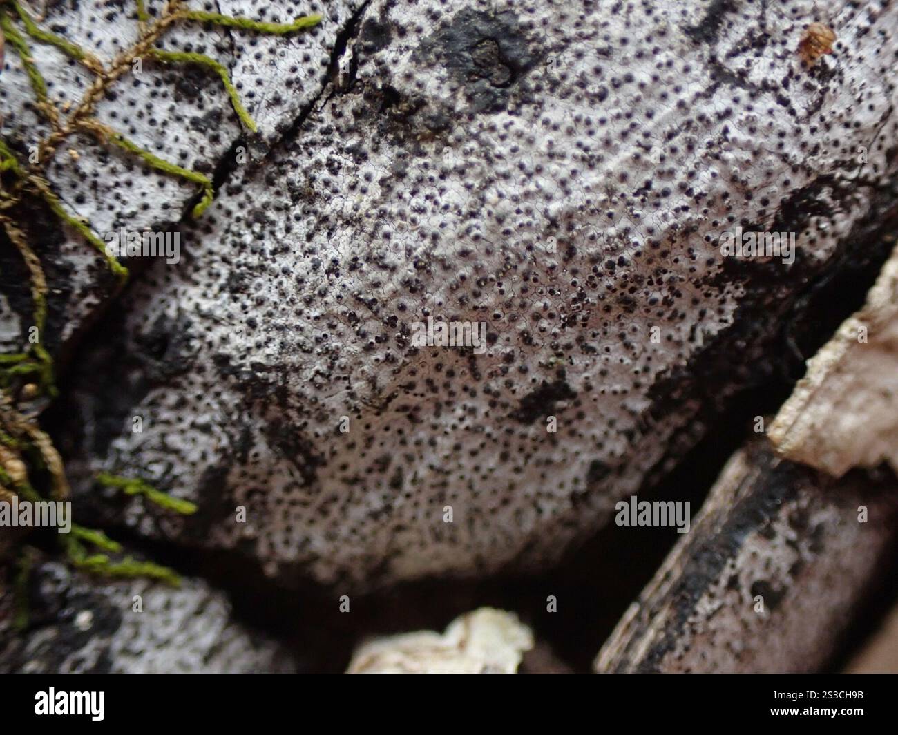 Brittle Cinder (Kretzschmaria deusta Stock Photo - Alamy