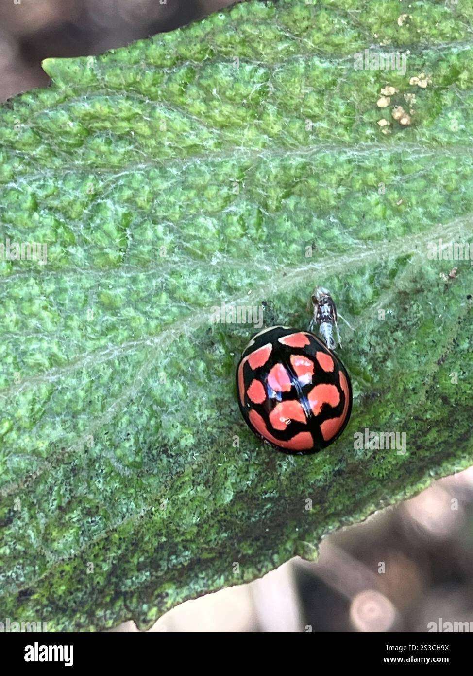Lunate Lady Beetle (Cheilomenes lunata Stock Photo - Alamy
