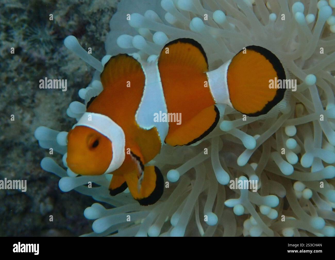 Ocellaris Anemonefish (Amphiprion ocellaris Stock Photo - Alamy