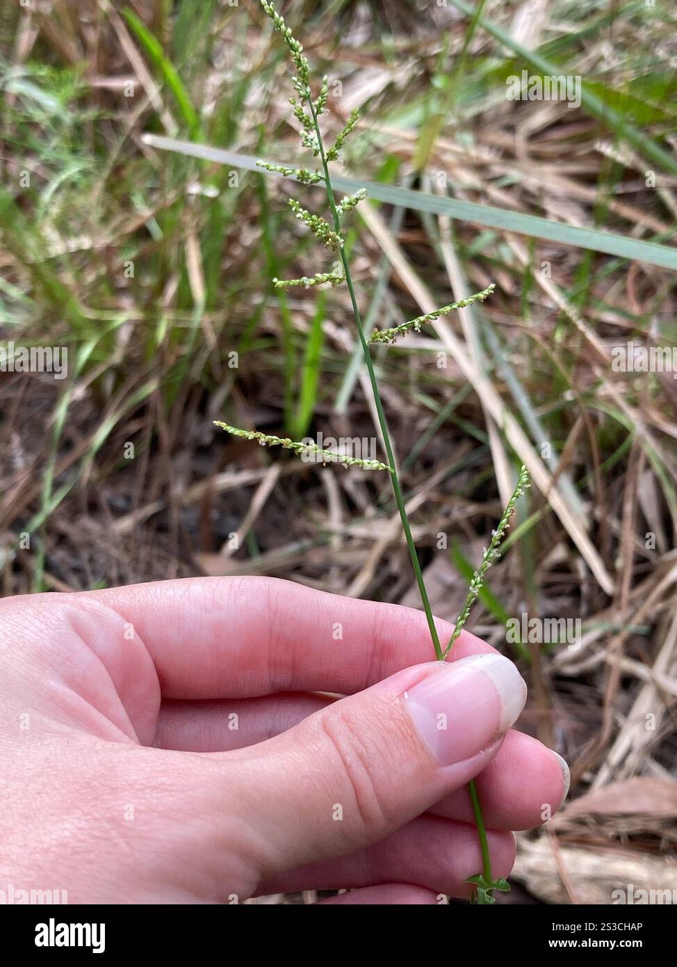 Lax Panicgrass (Steinchisma laxum Stock Photo - Alamy