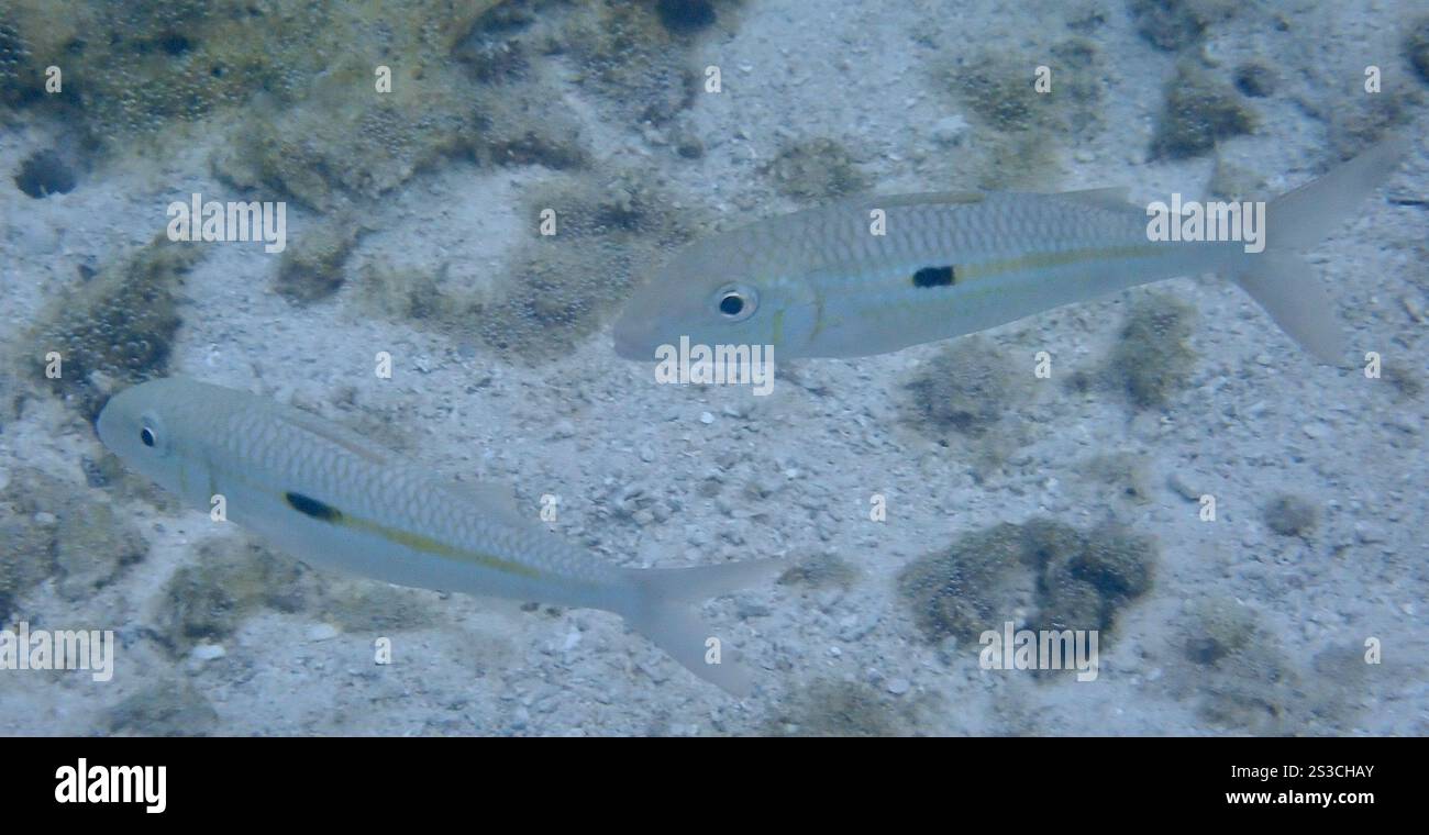 Yellowstripe Goatfish (Mulloidichthys flavolineatus Stock Photo - Alamy