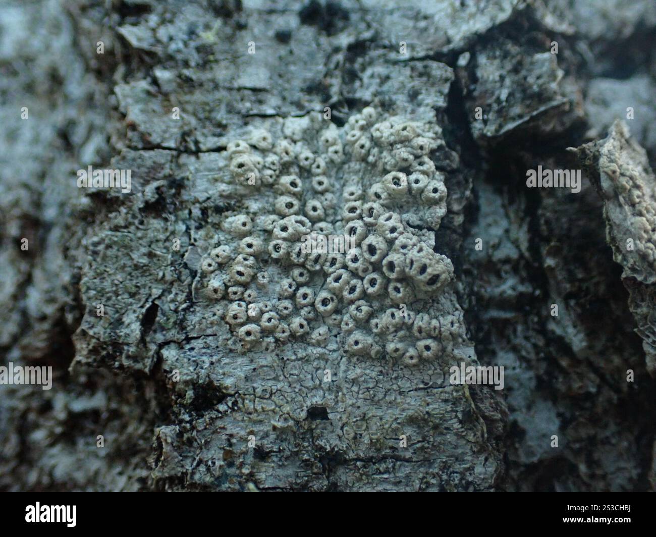 Bark Barnacles (Thelotrema lepadinum Stock Photo - Alamy