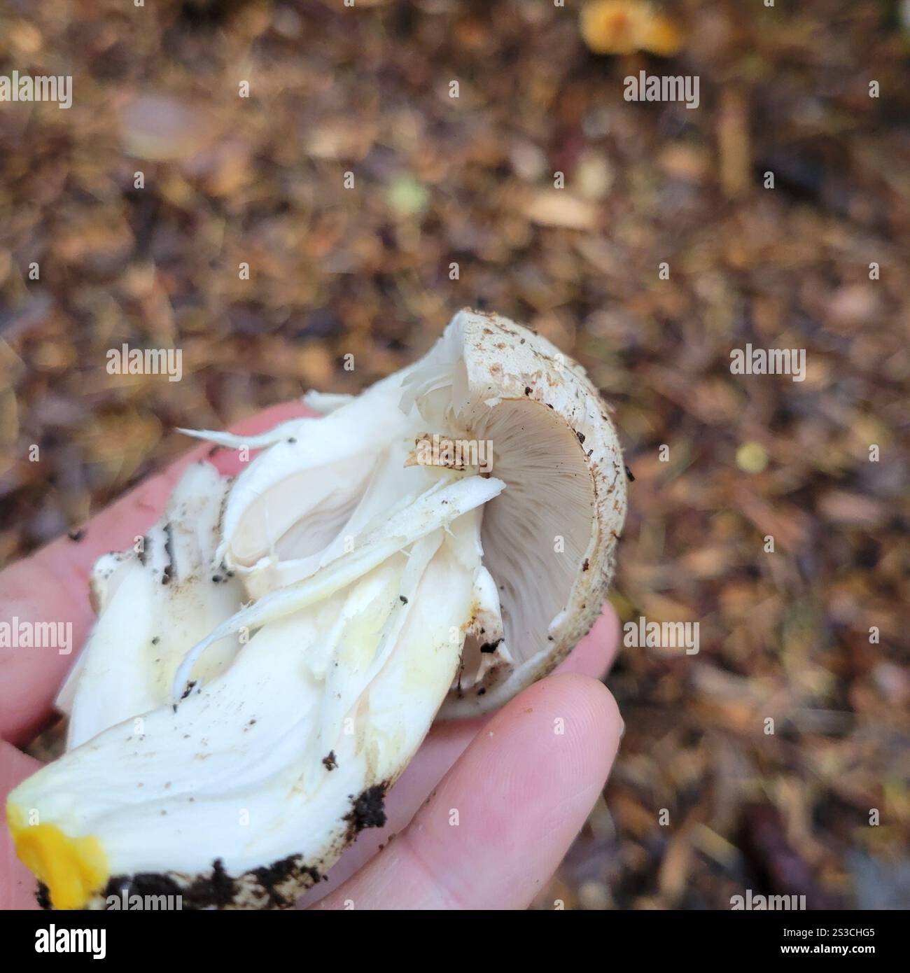 Yellow Stainer (Agaricus xanthodermus Stock Photo - Alamy