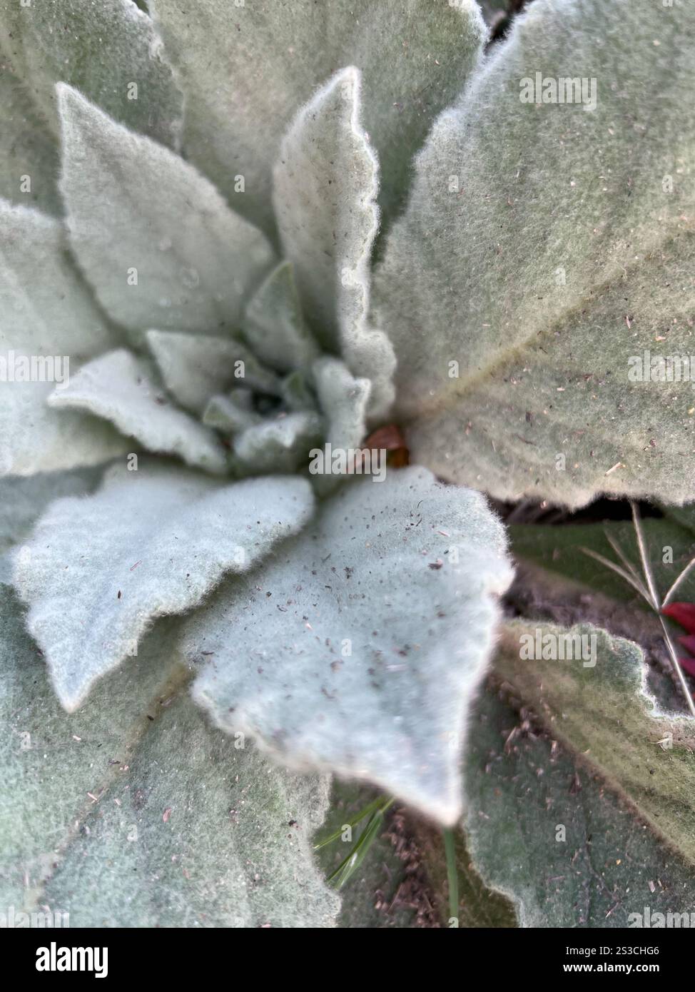 great mullein (Verbascum thapsus Stock Photo - Alamy