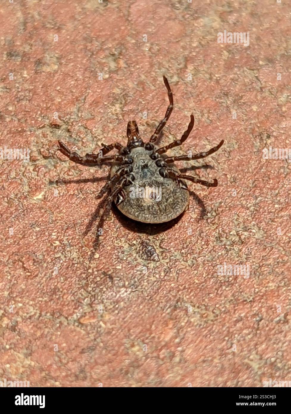 Kangaroo Tick (Amblyomma triguttatum Stock Photo - Alamy