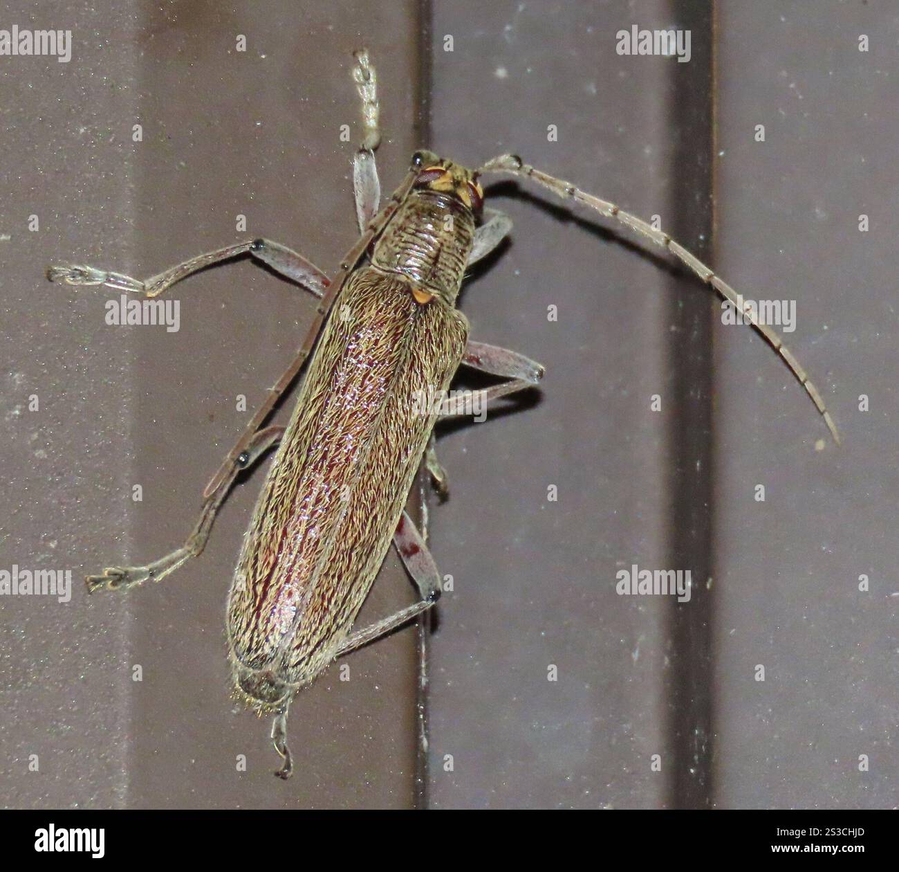 Lemon tree borer (Oemona hirta Stock Photo - Alamy