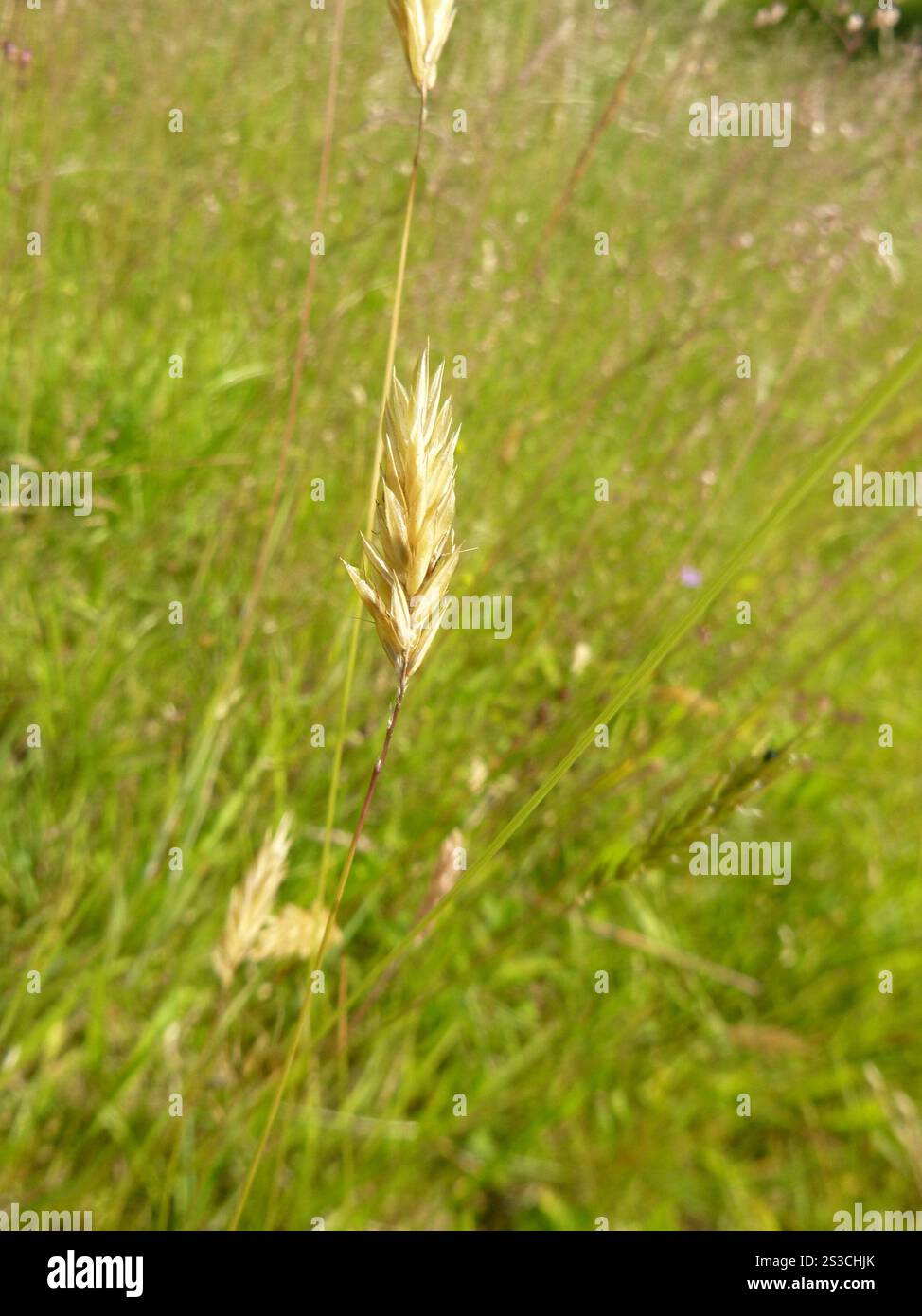 sweet vernal grass (Anthoxanthum odoratum Stock Photo - Alamy