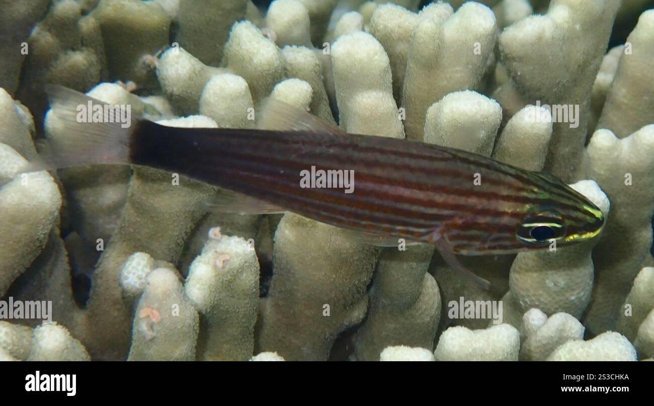 Wolf Cardinalfish (Cheilodipterus artus Stock Photo - Alamy