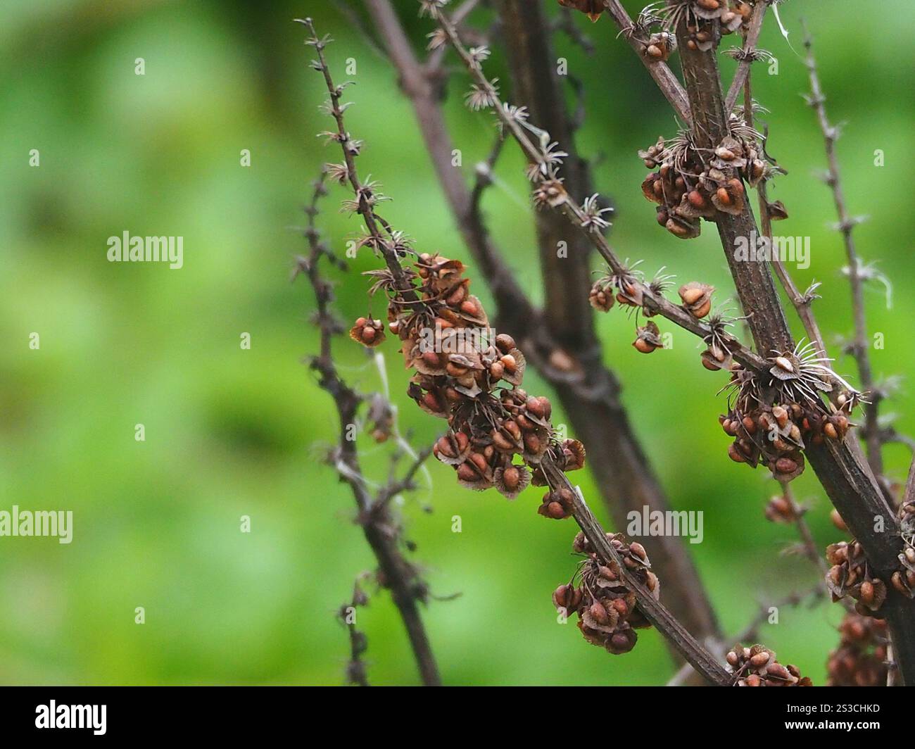 Japanese Dock (Rumex japonicus Stock Photo - Alamy