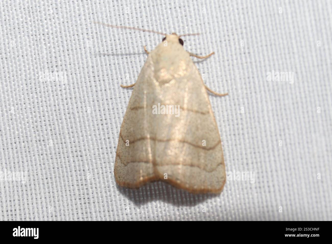 Owlet Moths and Allies (Noctuoidea Stock Photo - Alamy