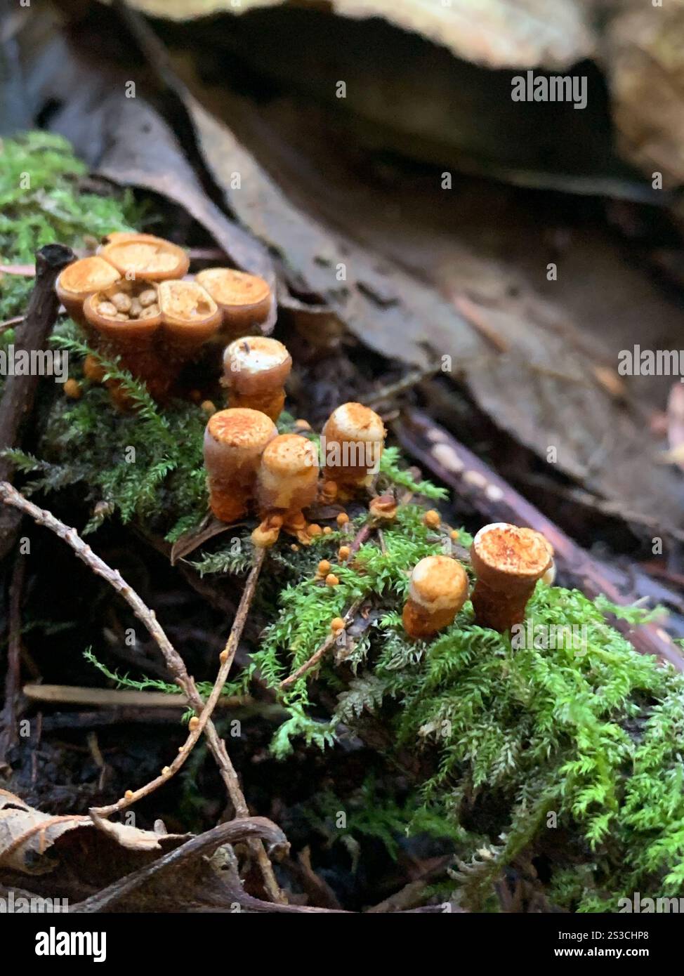 bird's nest fungi (Nidulariaceae Stock Photo - Alamy