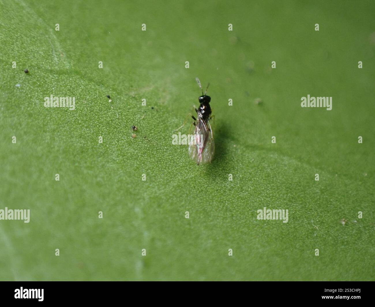 Chalcidoid Wasps (Chalcidoidea Stock Photo - Alamy