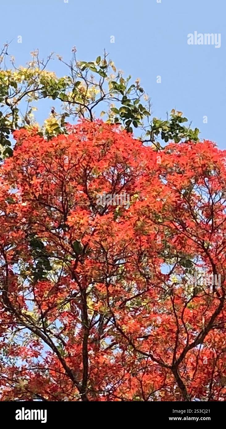 Ceylon Oak (Schleichera oleosa Stock Photo - Alamy