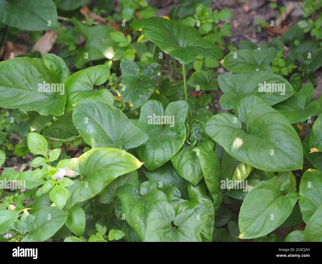 Typhonium roxburghii hi-res stock photography and images - Alamy