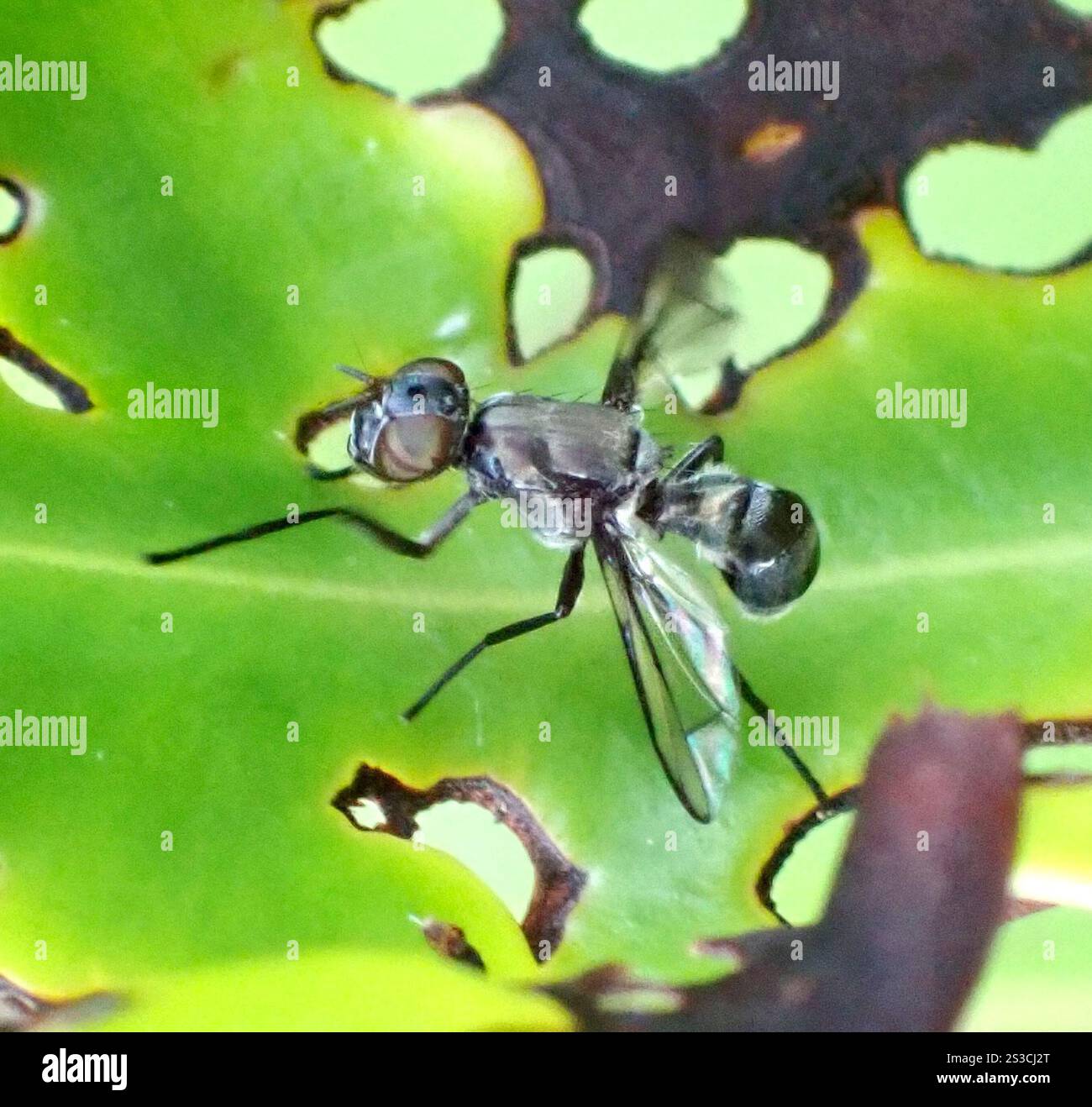 Signal Flies (Platystomatidae Stock Photo - Alamy