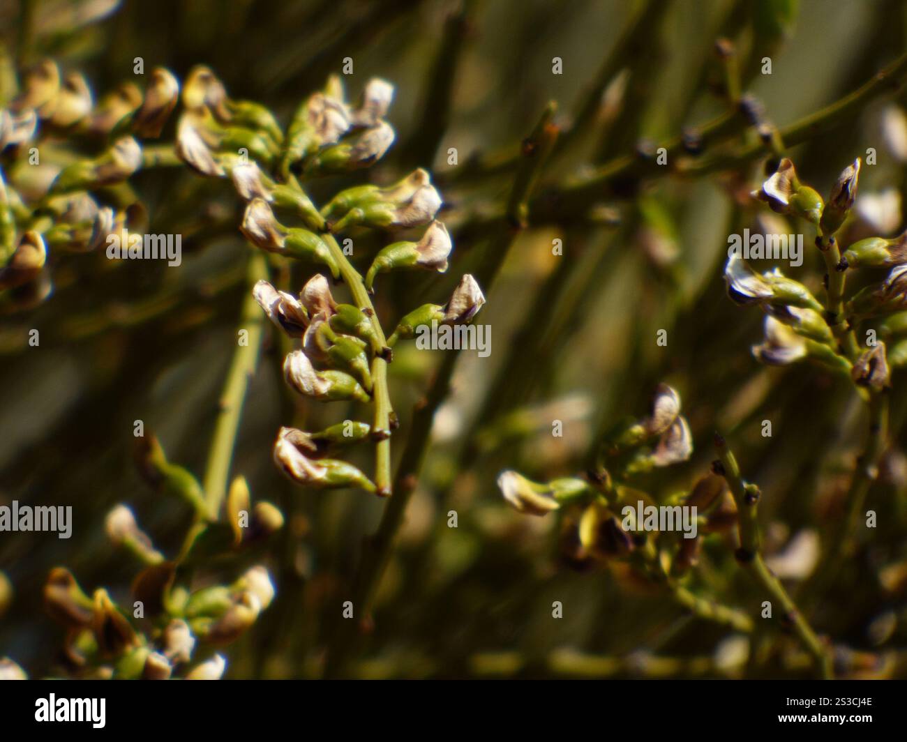 desert broombush (Templetonia egena Stock Photo - Alamy