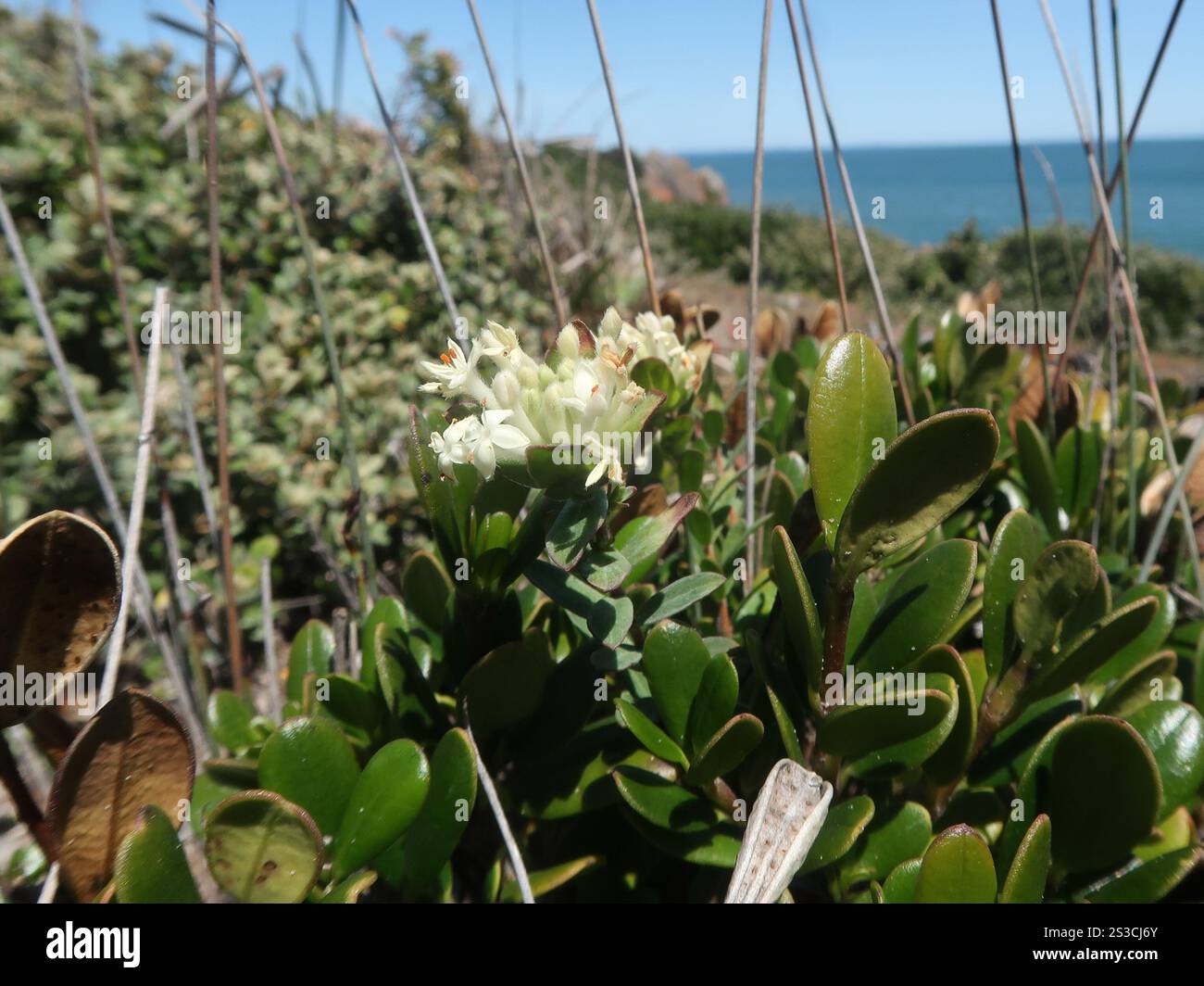 Common Rice-flower (Pimelea humilis Stock Photo - Alamy