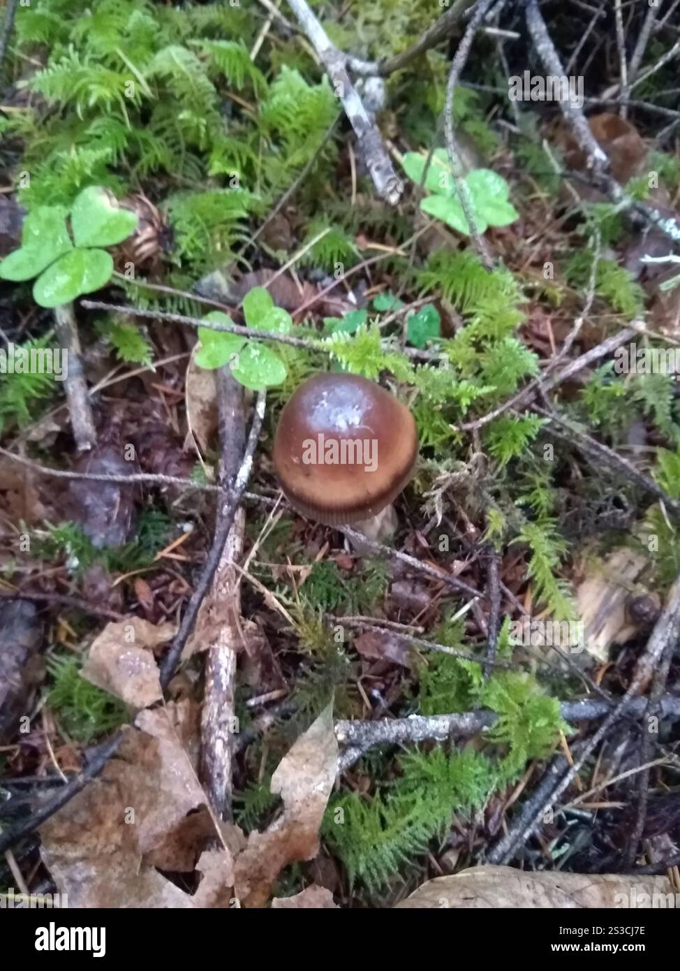 Western Grisette (Amanita pachycolea Stock Photo - Alamy