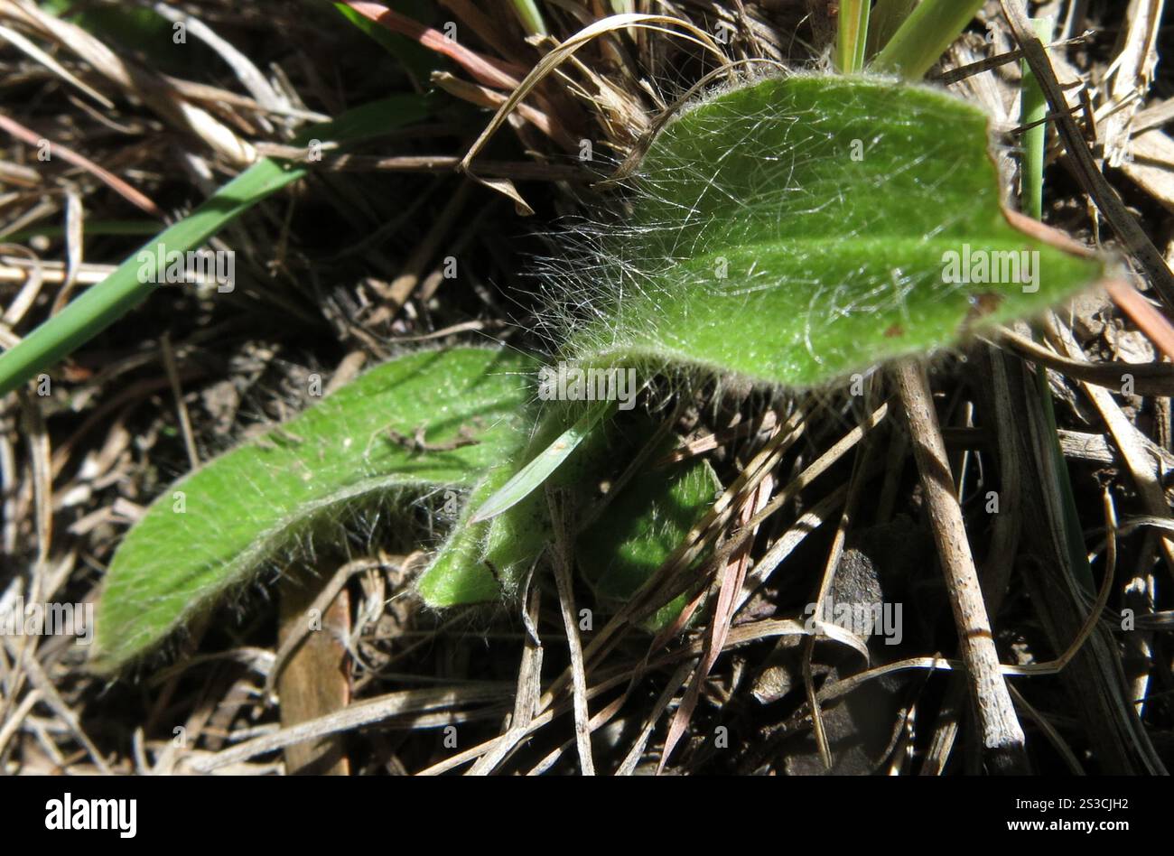 (Hypoxis parvula albiflora Stock Photo - Alamy