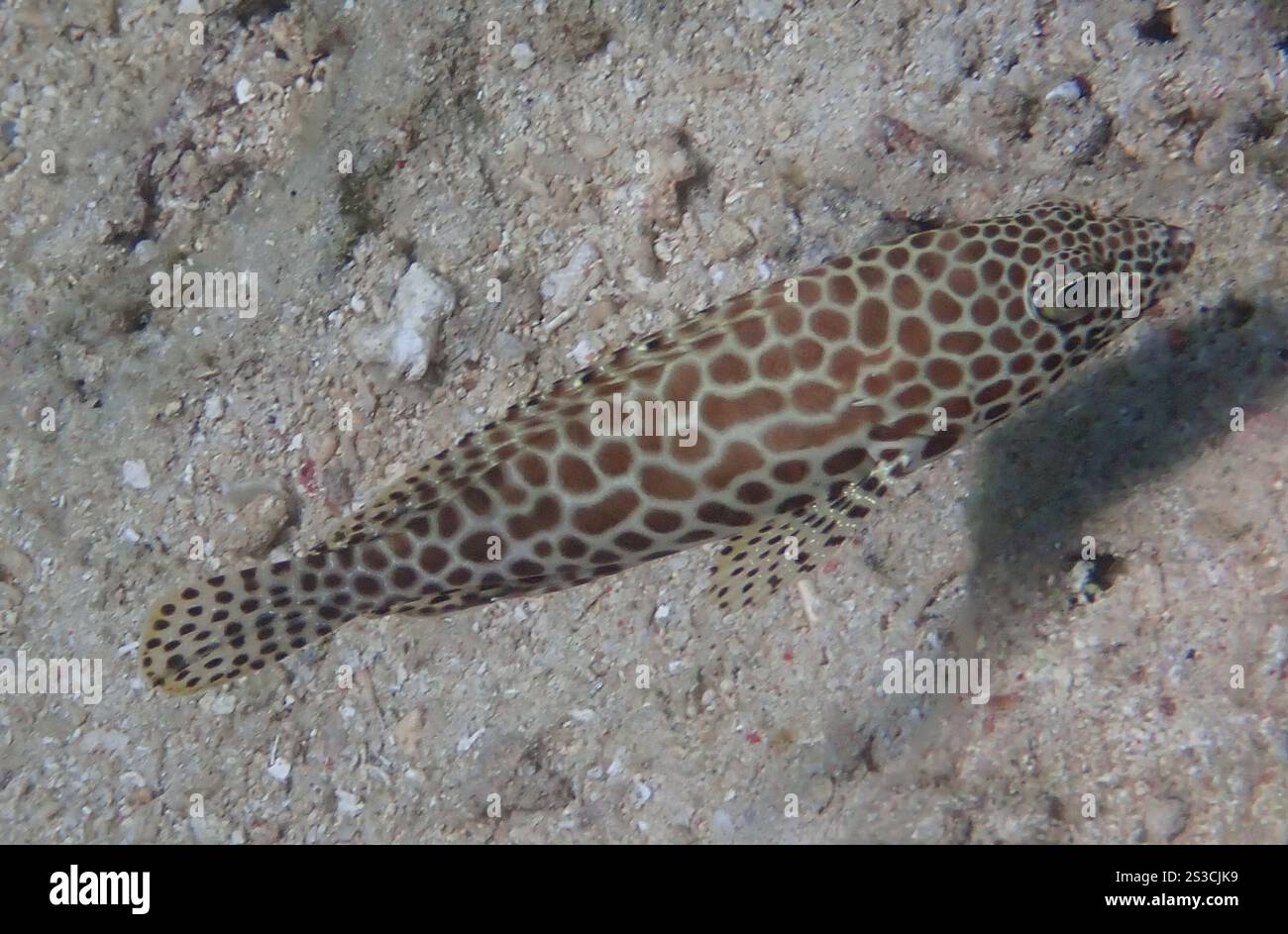 Honeycomb Grouper (Epinephelus merra Stock Photo - Alamy