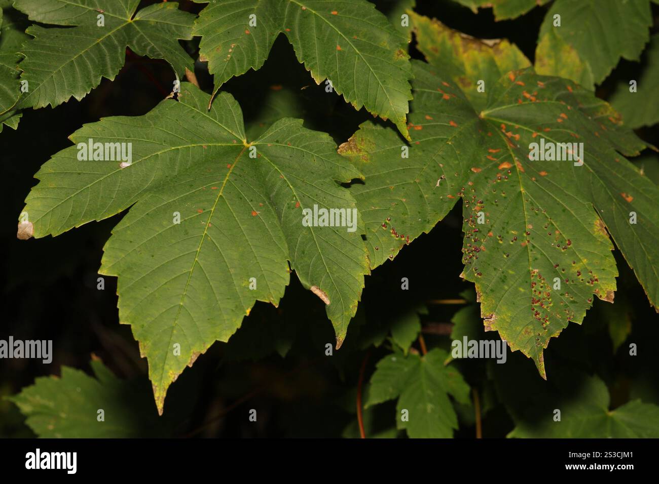 sycamore maple (Acer pseudoplatanus Stock Photo - Alamy