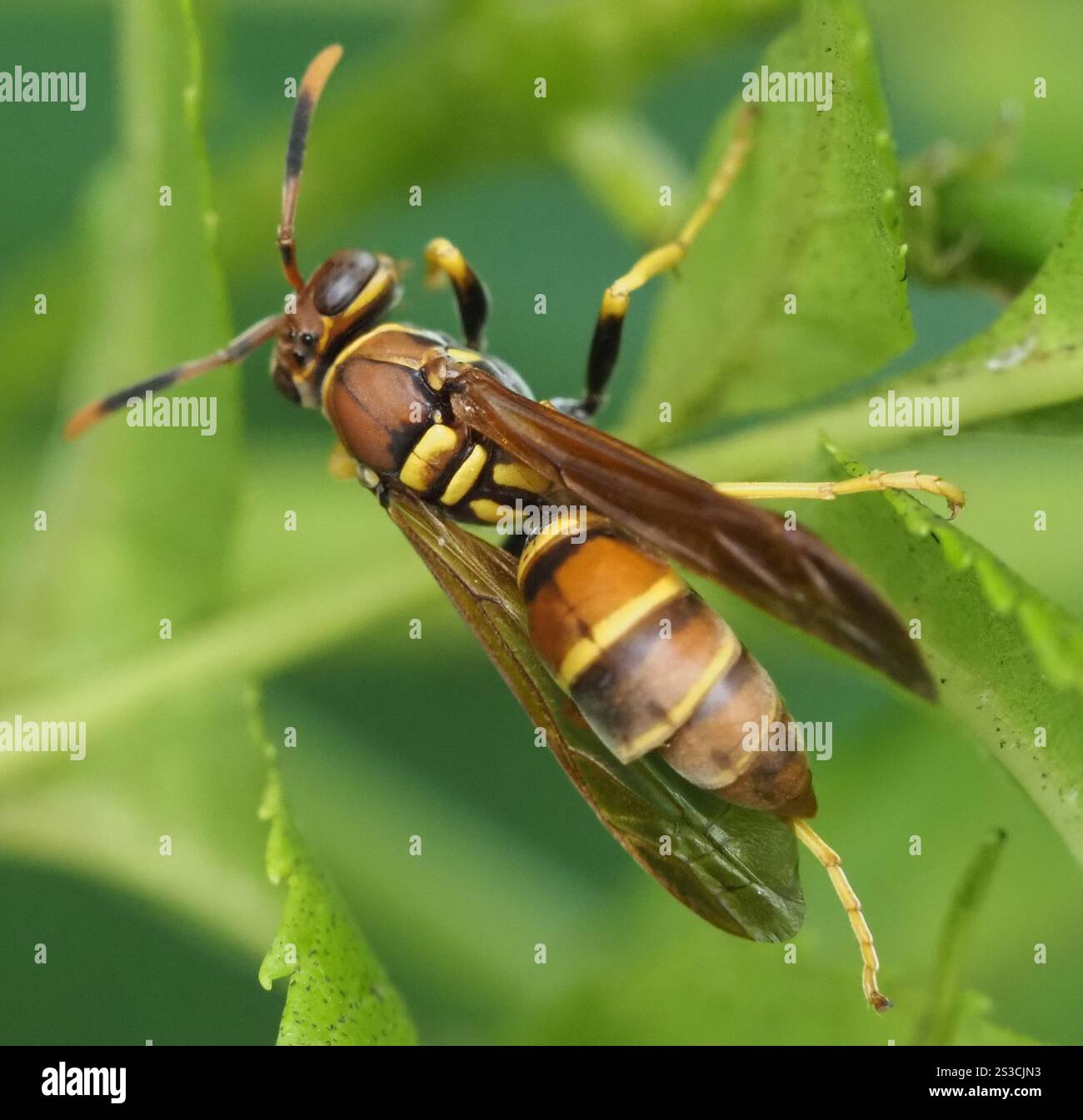 Caribbean Paper Wasp (Polistes crinitus Stock Photo - Alamy