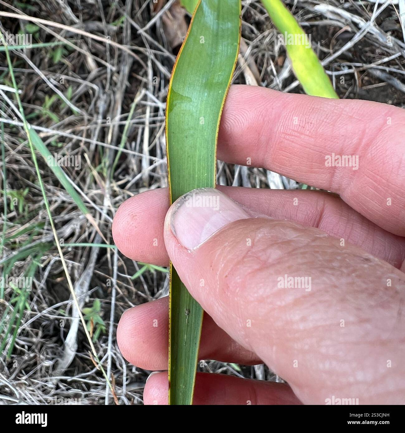 Twisted-leaf Yucca (Yucca rupicola Stock Photo - Alamy