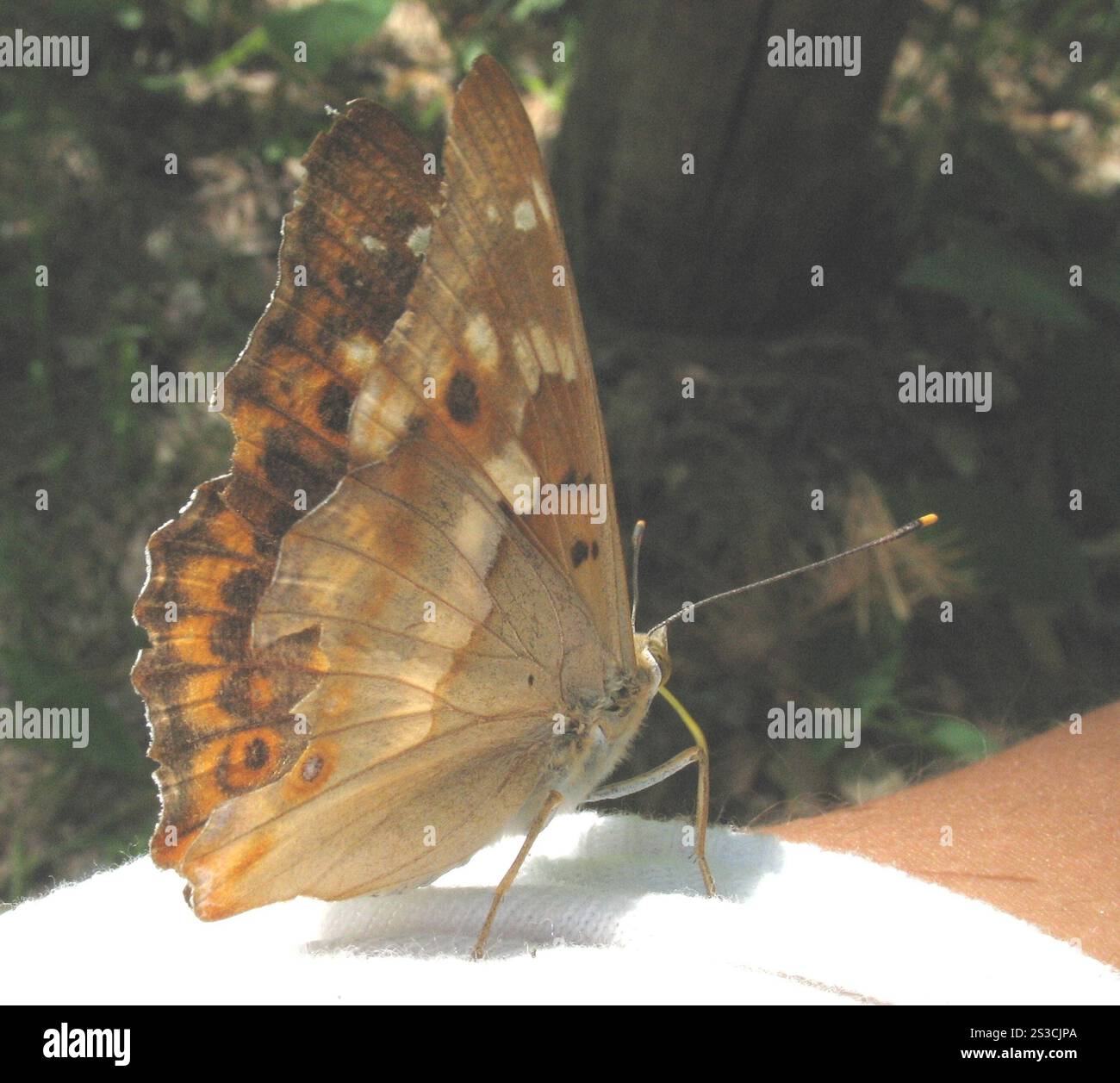 Lesser Purple Emperor (Apatura ilia Stock Photo - Alamy