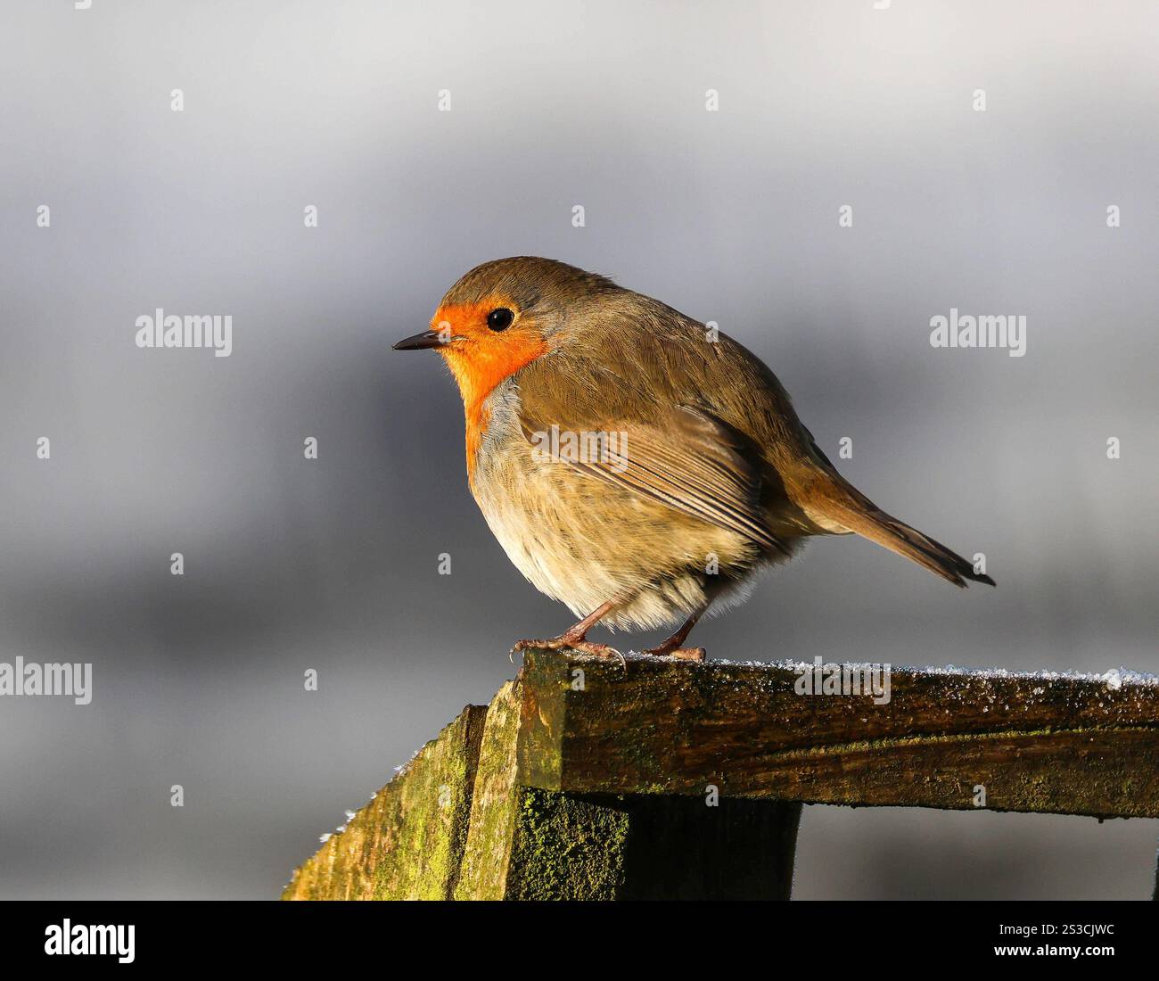 Moira, County Down, Northern Ireland, UK. 09 Jan 2025. UK weather - the ...