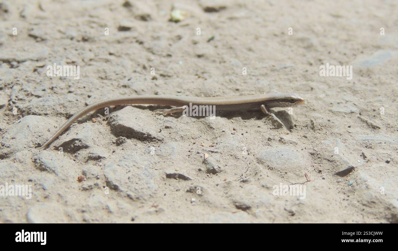 Desert Lidless Skink (Ablepharus deserti Stock Photo - Alamy