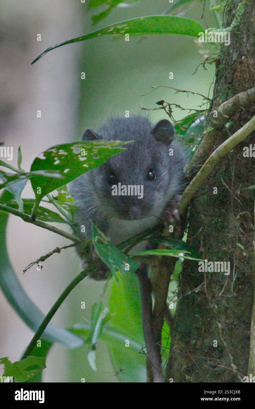 Watson's climbing rat (Tylomys watsoni Stock Photo - Alamy