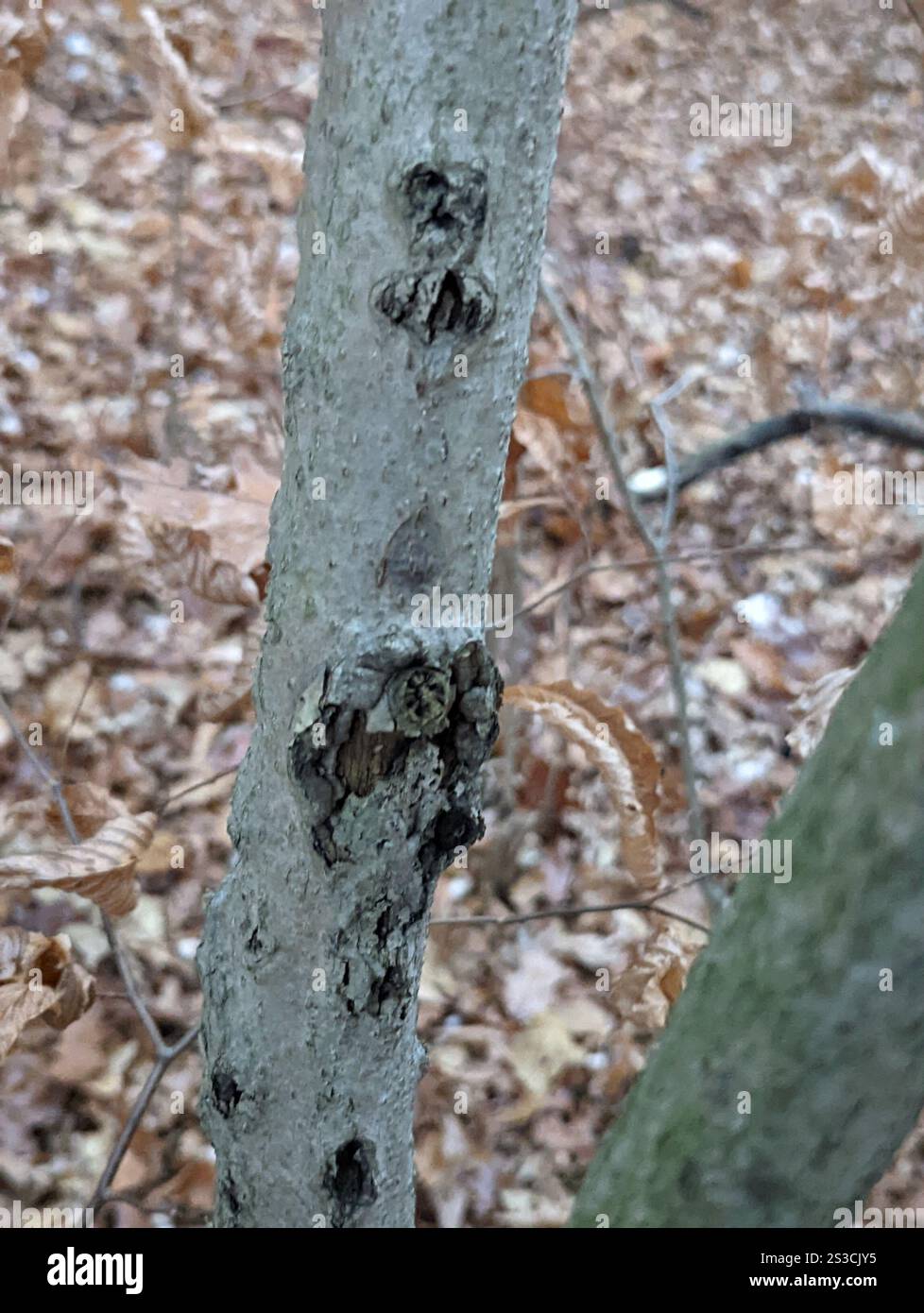 Beech Bark Canker Fungus (Neonectria faginata Stock Photo - Alamy
