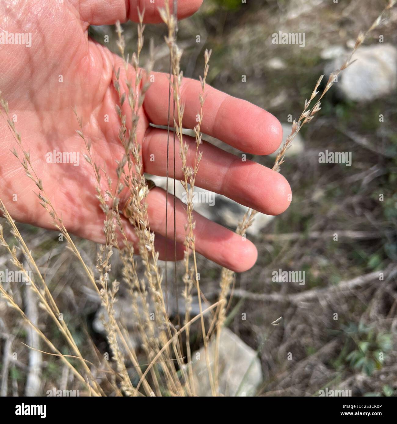 Slim Tridens (Tridentopsis mutica Stock Photo - Alamy