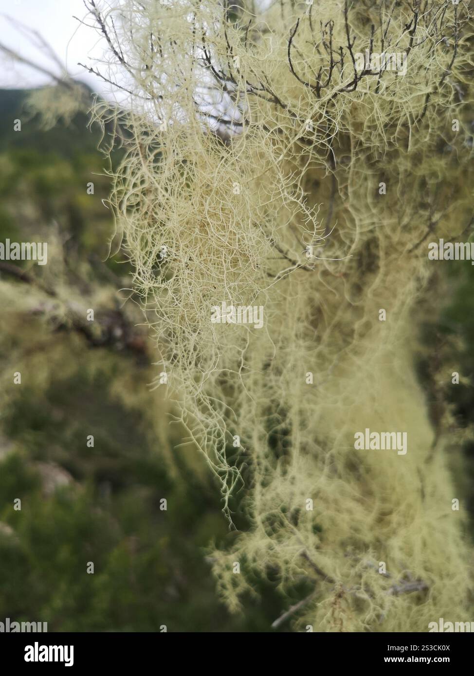 Red Beard Lichen (Usnea rubicunda Stock Photo - Alamy