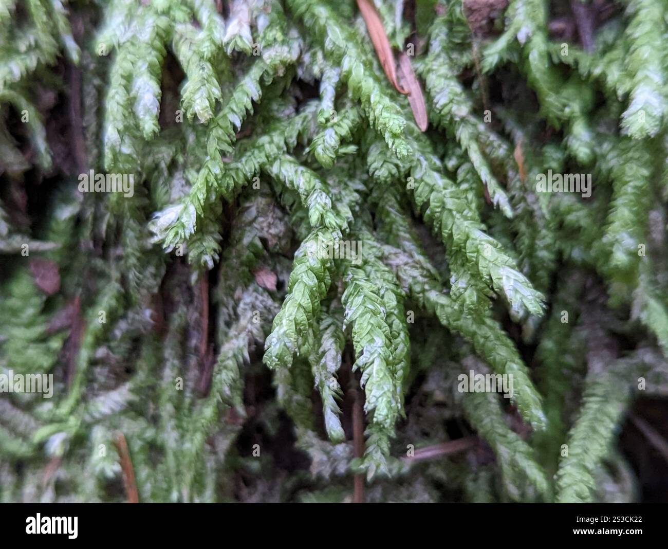 Waved Silk-moss (Plagiothecium undulatum Stock Photo - Alamy