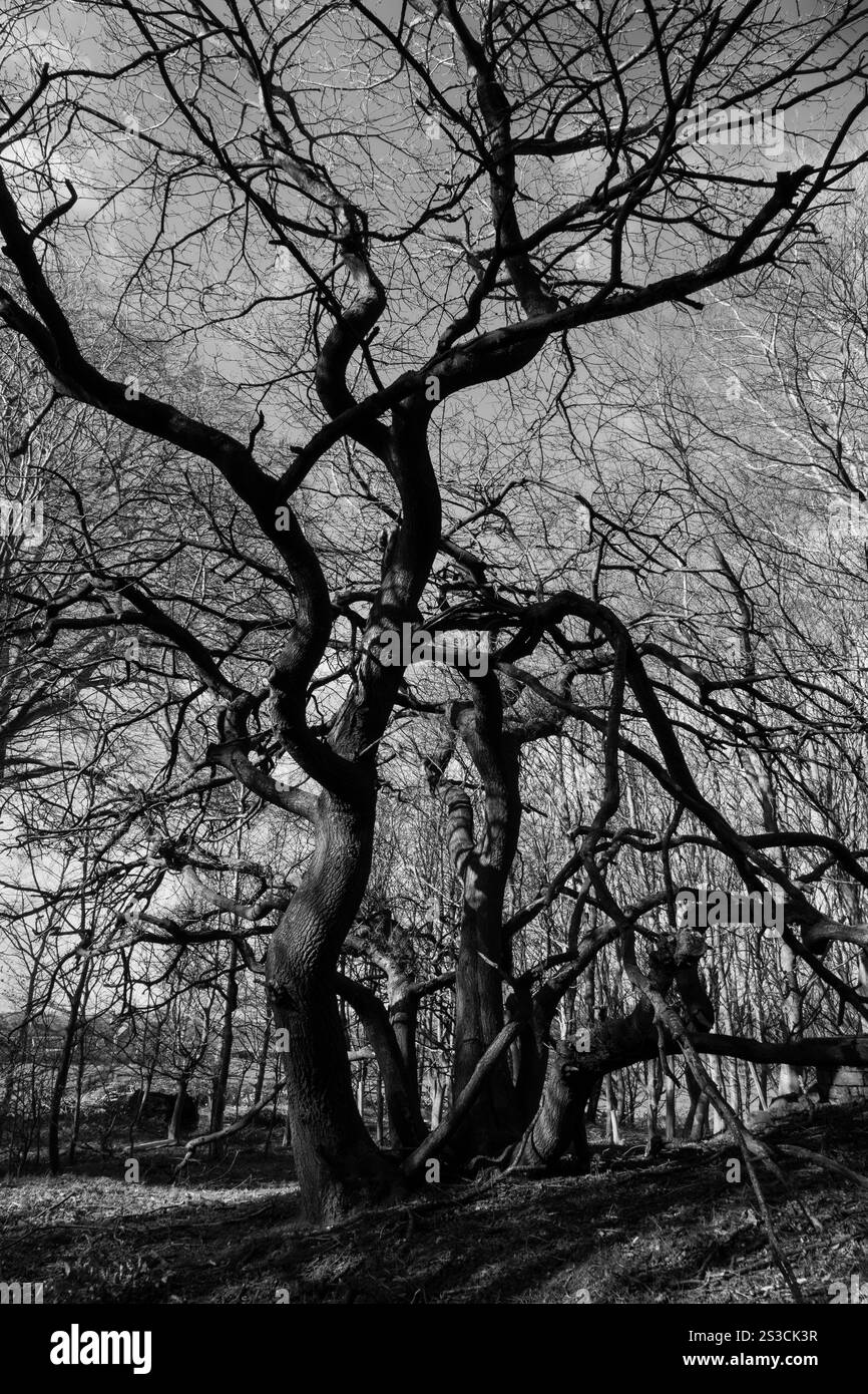 Roxburghshire scotland Black and White Stock Photos & Images - Alamy