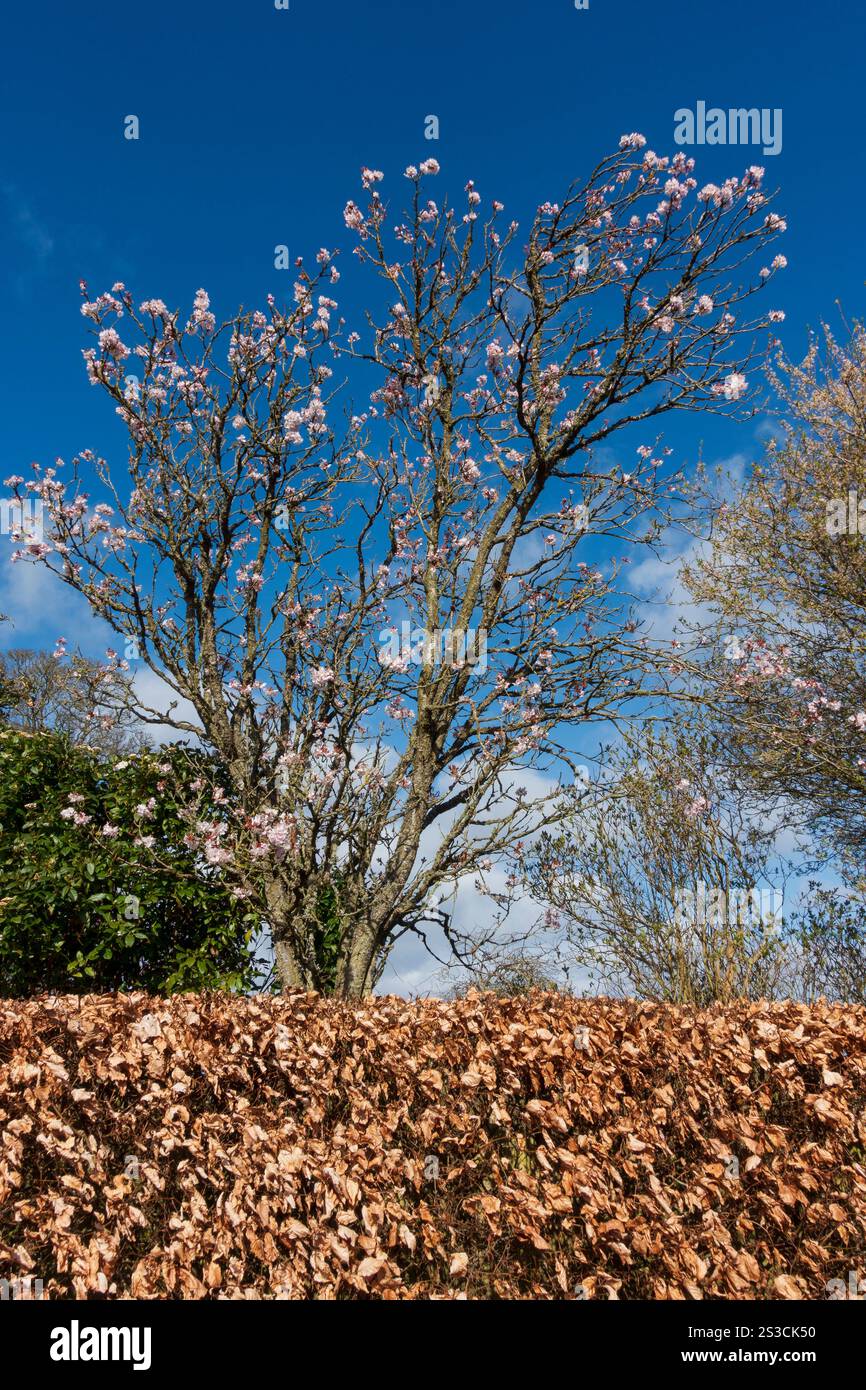 Old cherry tree dead on hi-res stock photography and images - Alamy
