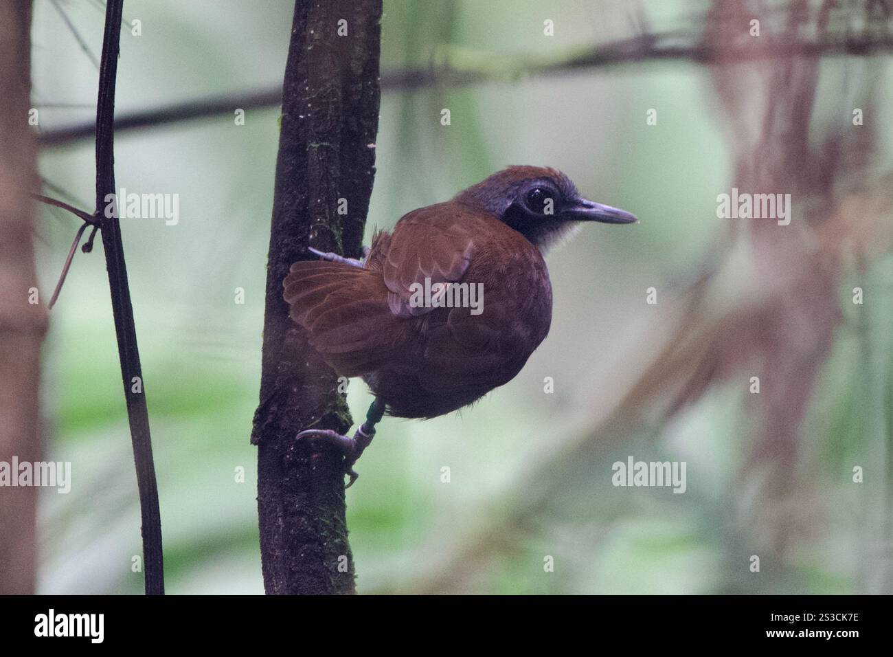 Bicolored antbird gymnopithys bicolor hi-res stock photography and ...