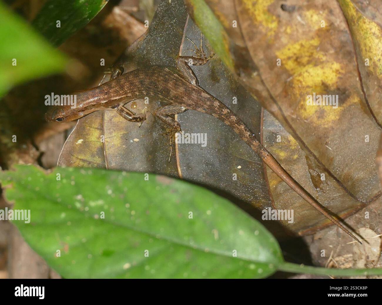 Asian Forest Skinks (Sphenomorphus Stock Photo - Alamy