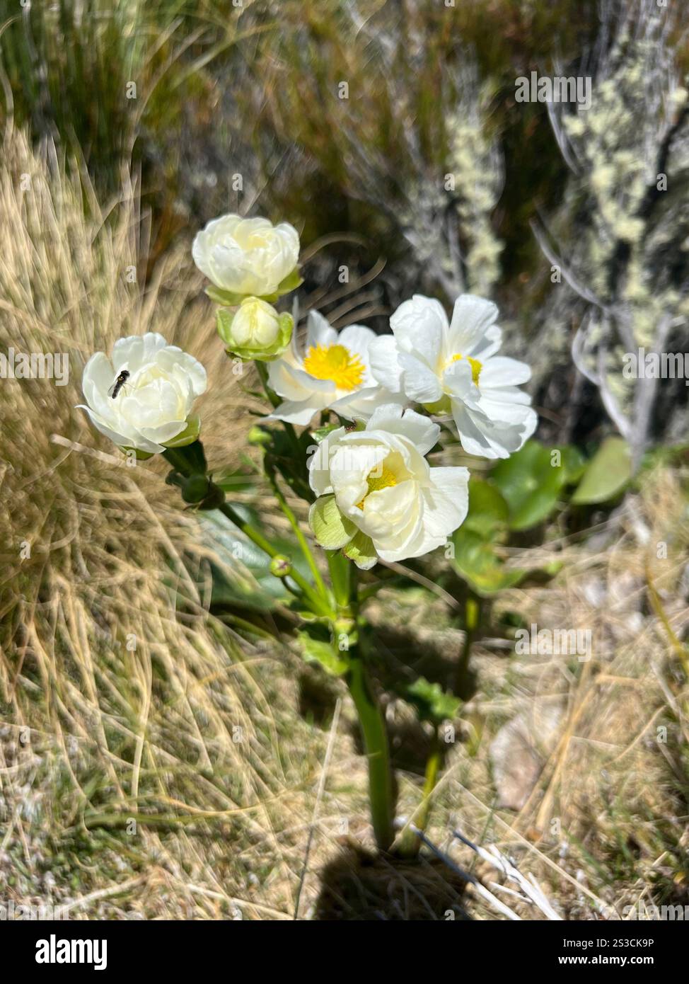 Mount Cook lily (Ranunculus lyallii Stock Photo - Alamy