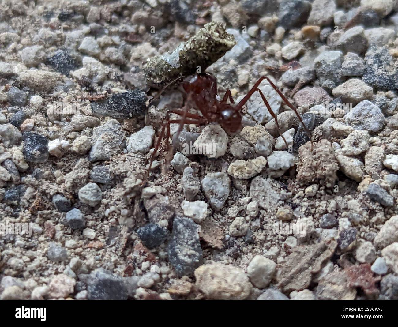 Chicatana Leafcutter Ant (Atta mexicana Stock Photo - Alamy