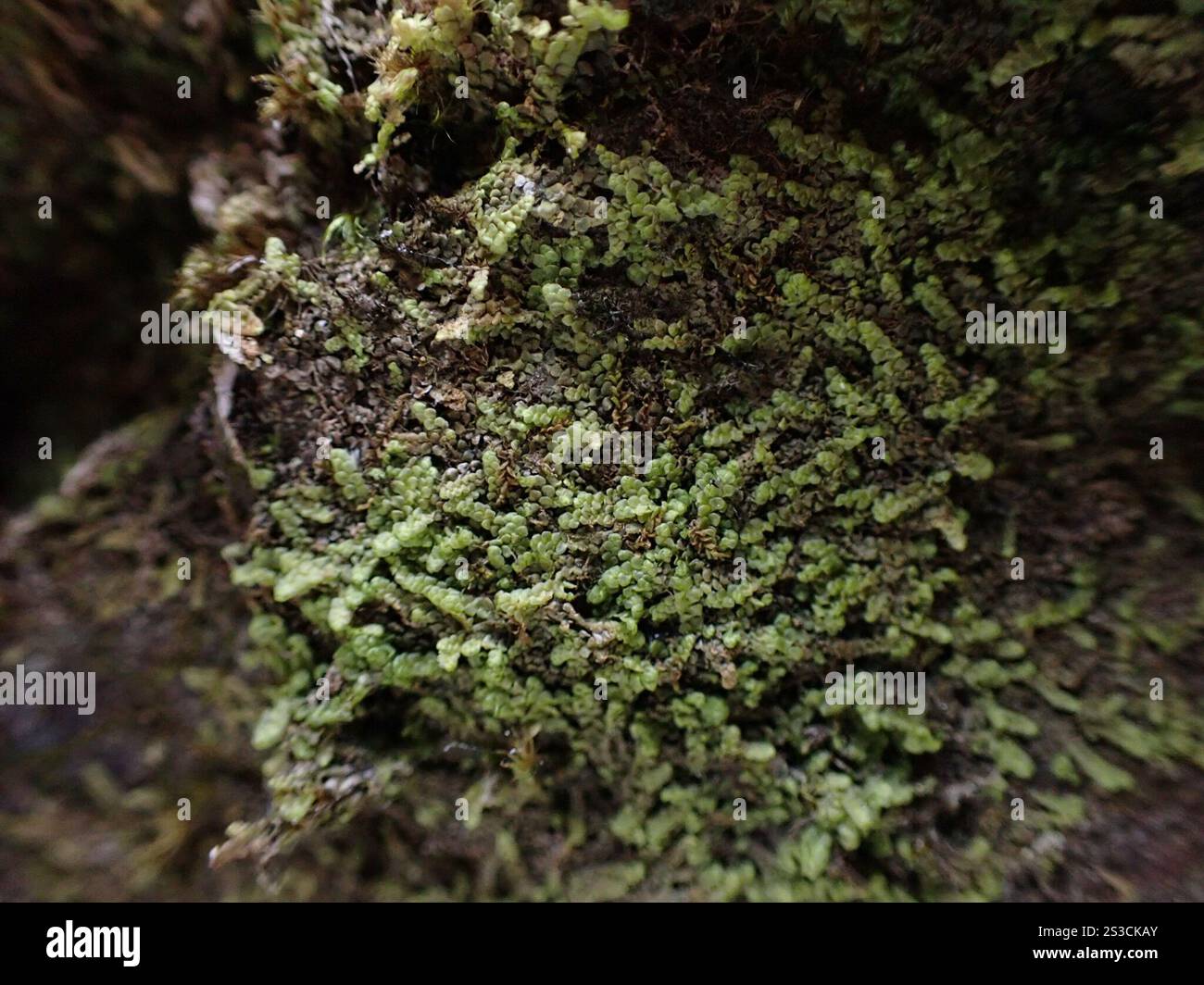 Flat-leaved Scalewort (Radula complanata Stock Photo - Alamy