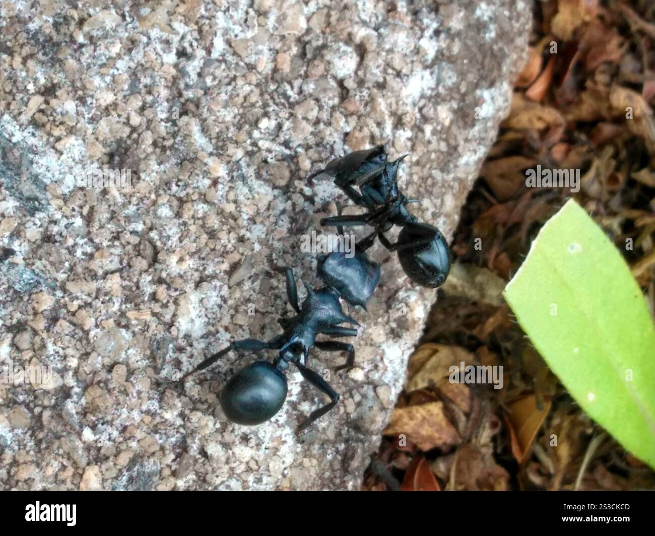 Common Giant Turtle Ant (Cephalotes atratus Stock Photo - Alamy
